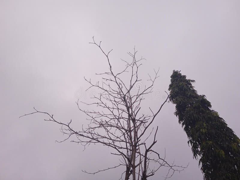 The Withered Ketapan Tree in the Morning Stock Image - Image of ...