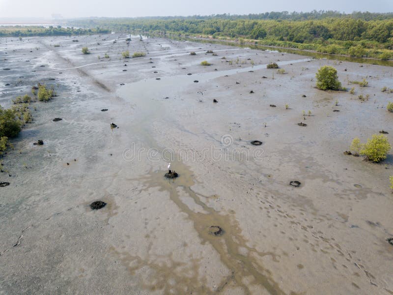 Withered land at wet land stock photo. Image of ecology - 178756430