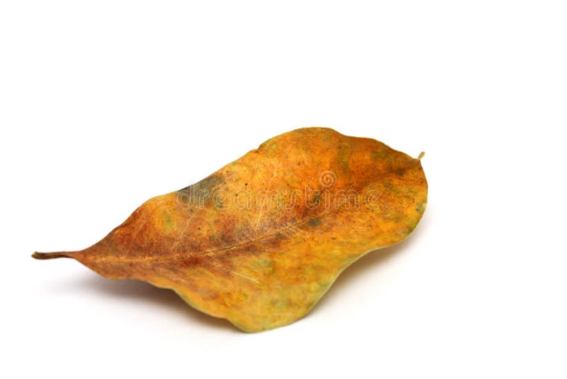 Withered Leaf stock image. Image of pattern, botany, leaf - 5912245