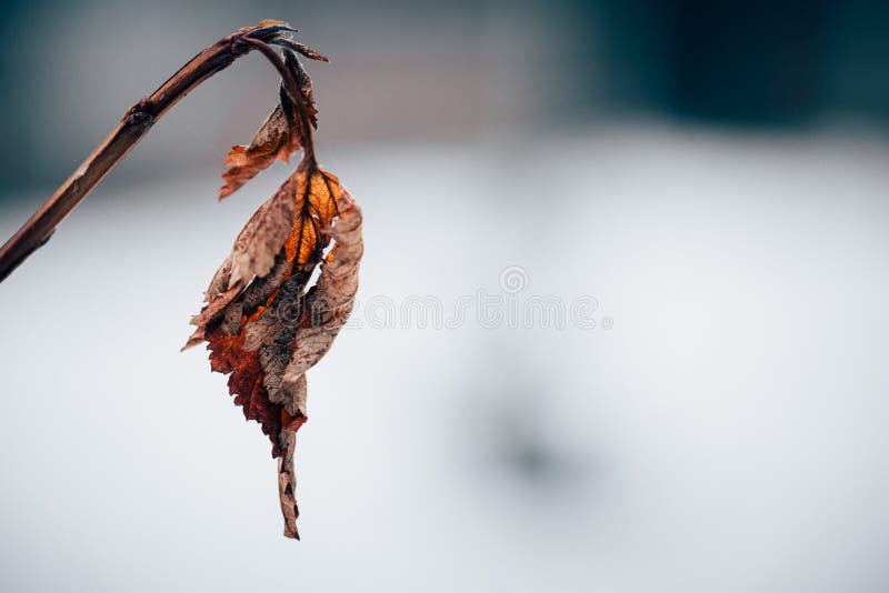 Withered leaf stock photo. Image of botany, season, nature - 91562094