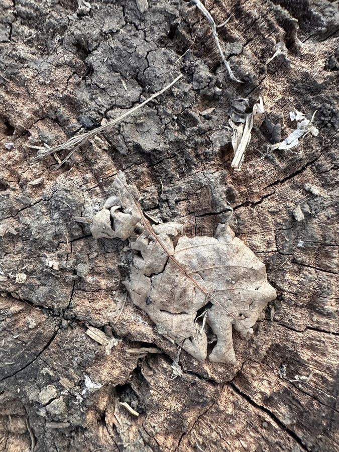 Withered Leaf Cracked Tree Trunk Surface Stock Photos - Free & Royalty ...