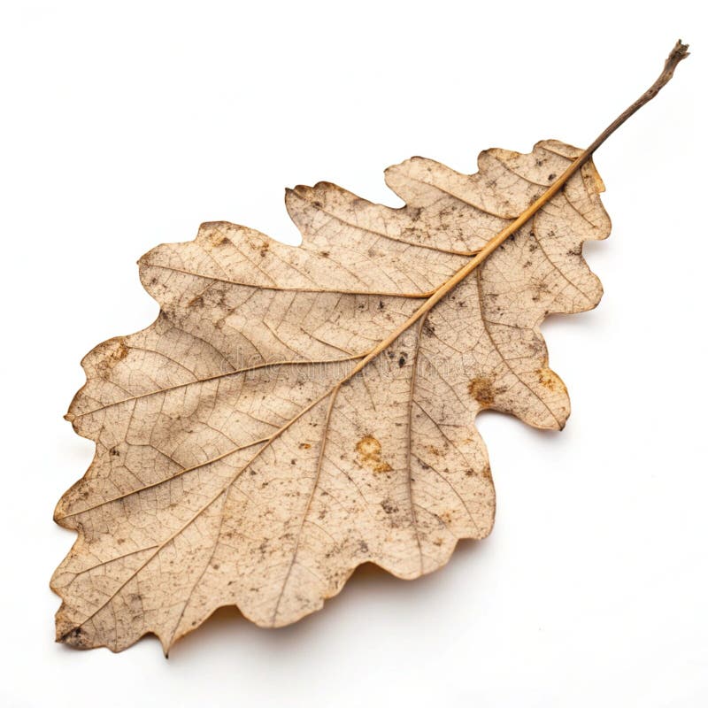 Withered Leaf Isolated on White Background Stock Illustration ...