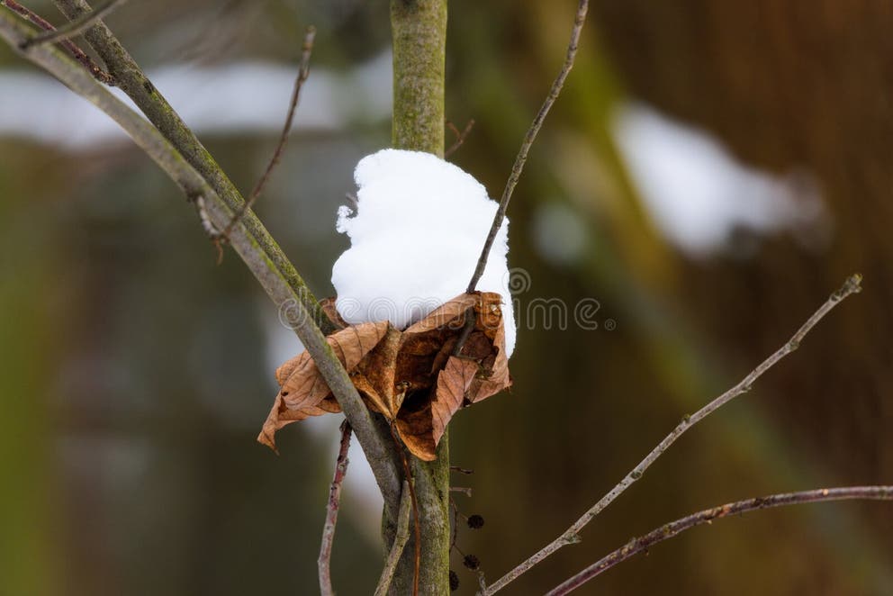 A Withered Leaf with a Snow Cap. Winter in the Middle of Europe Stock ...
