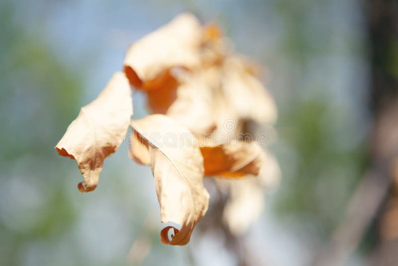 Withered Leaf on a Tree Branch Stock Image - Image of withered, outdoor ...