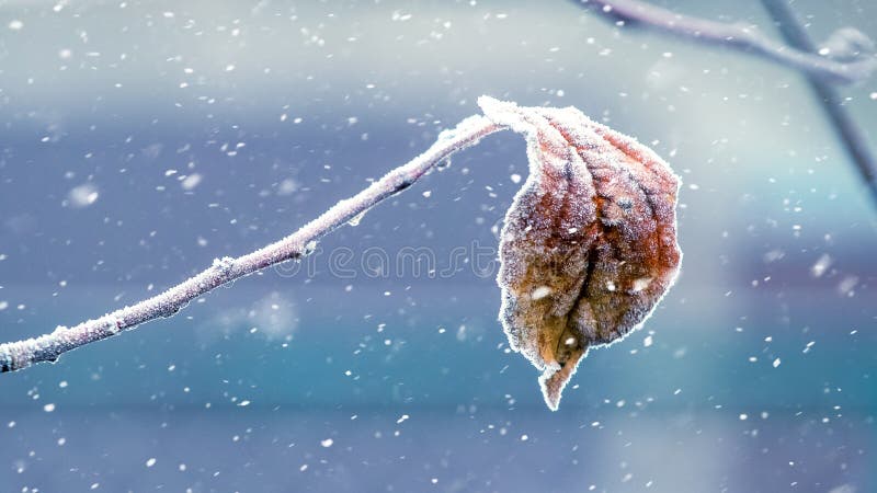 Withered Oak Leaf in the Forest on a Tree during a Snowfall. Lonely ...