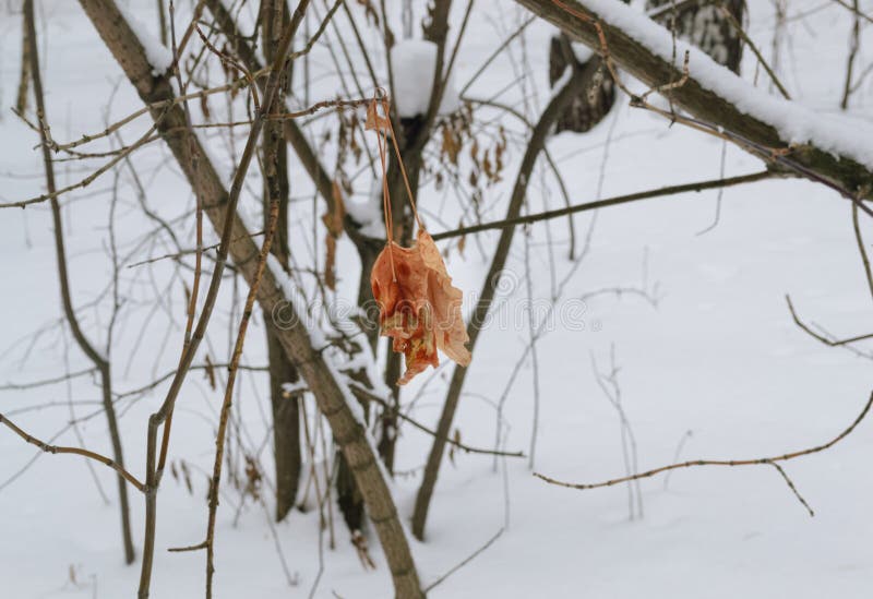 Withered Leaf on a Tree Branch in a Winter Forest Against a Background ...