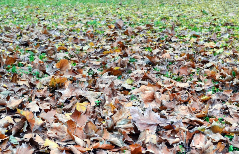 Withered leaves B stock image. Image of october, foliage - 47074445