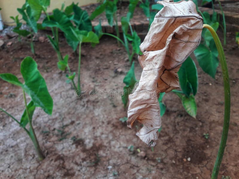 The Withered Leaves with the Fresh Leafs on the Ground in the Garden ...