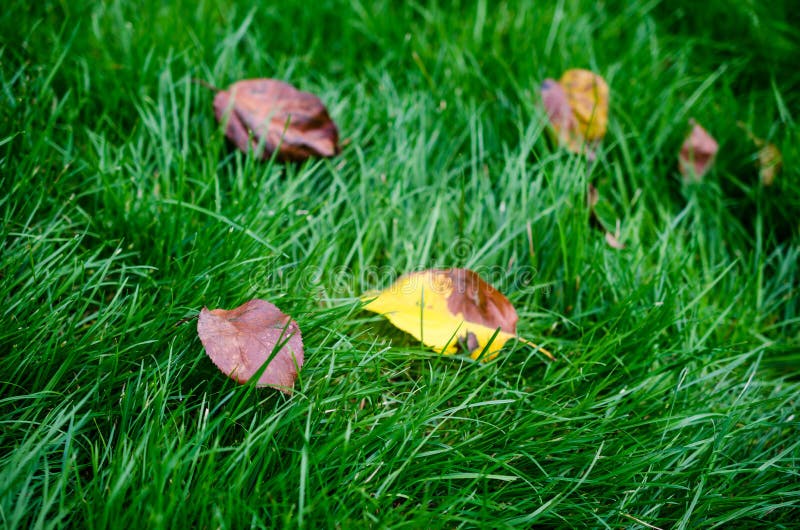 Withered leaves stock photo. Image of growth, cover, field - 34073722