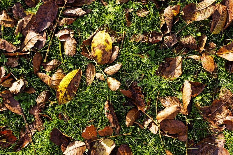 Withered leaves on my lawn stock photo. Image of outdoor - 34747560
