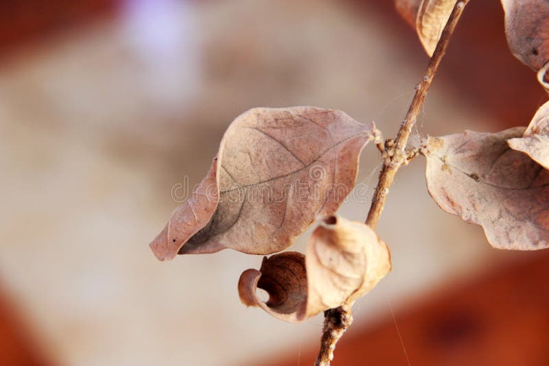 Withered leaves stock photo. Image of withered, flora - 66527862