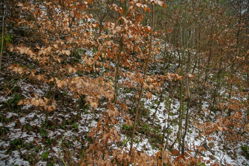 Withered Leaves, Autumn Mood, Sad Forest Stock Image - Image of leaves ...