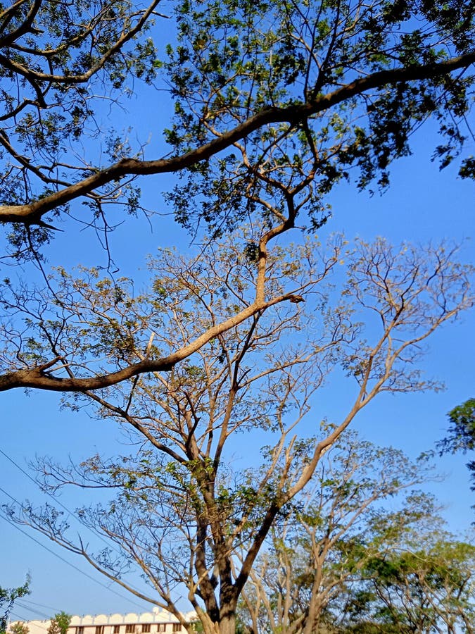 Withered Leaves on a Tree Autumn Season Stock Photo - Image of ...