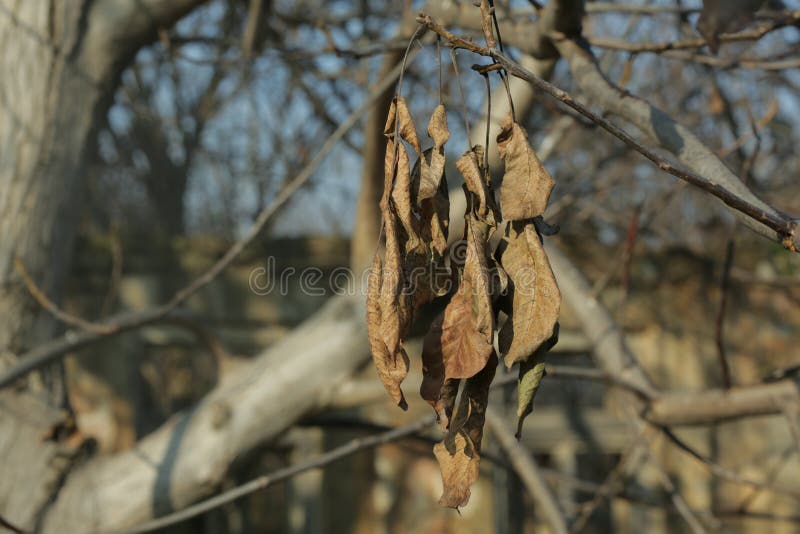 Withered Leaves on a Tree Branch Overlooking a Beautiful Blue Sky Stock ...
