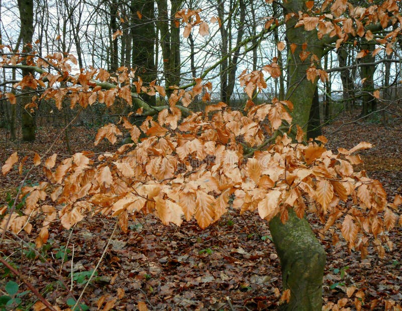 Withered leaves stock photo. Image of park, withered - 170307996