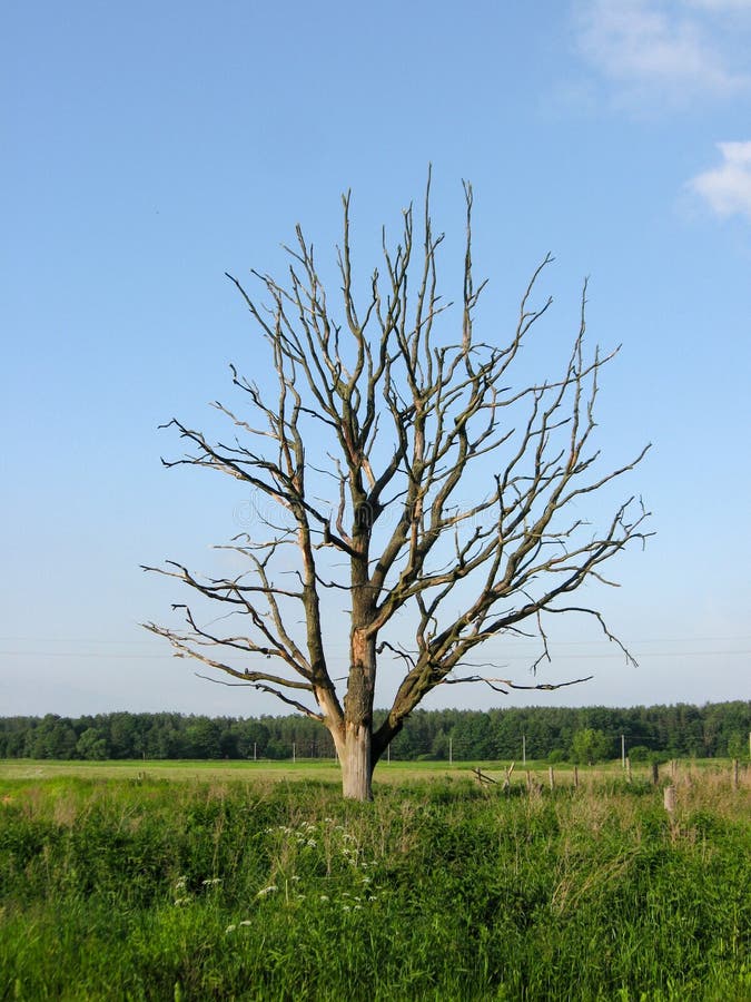 828 Single Withered Tree Stock Photos - Free & Royalty-Free Stock ...
