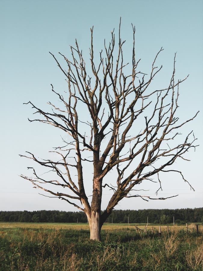 828 Single Withered Tree Stock Photos - Free & Royalty-Free Stock ...
