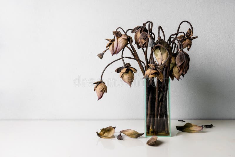 Withered Lotus Flowers in a Glass Vase Stock Photo - Image of floral ...