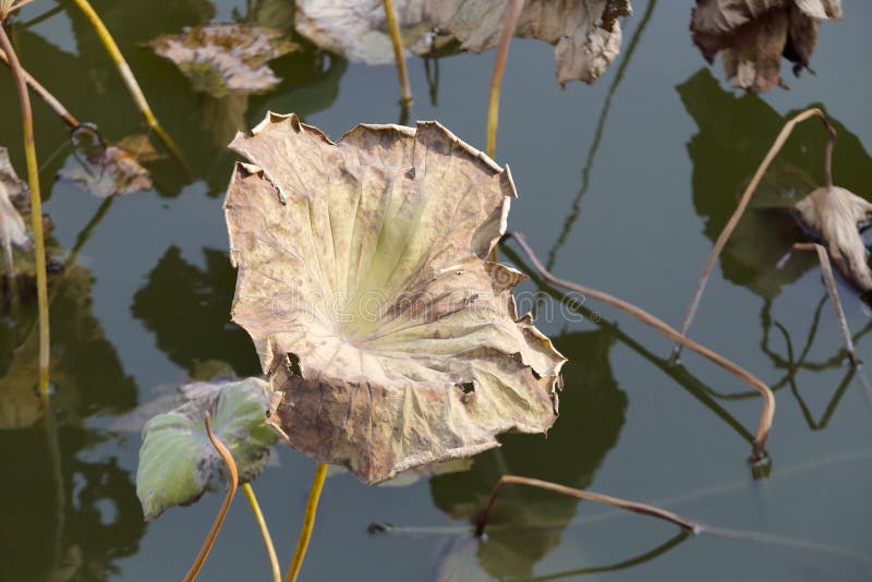 Lotus stigma stock photo. Image of chinese, spirit, column - 142342384
