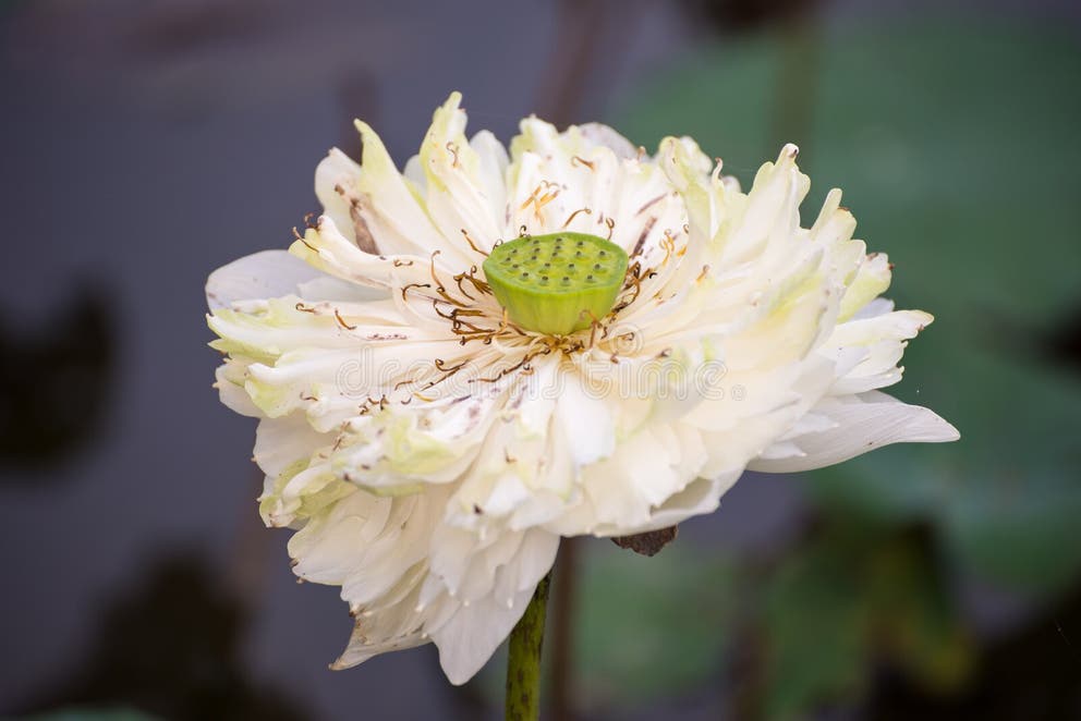 The withered lotus stock photo. Image of natural, orient - 77763862