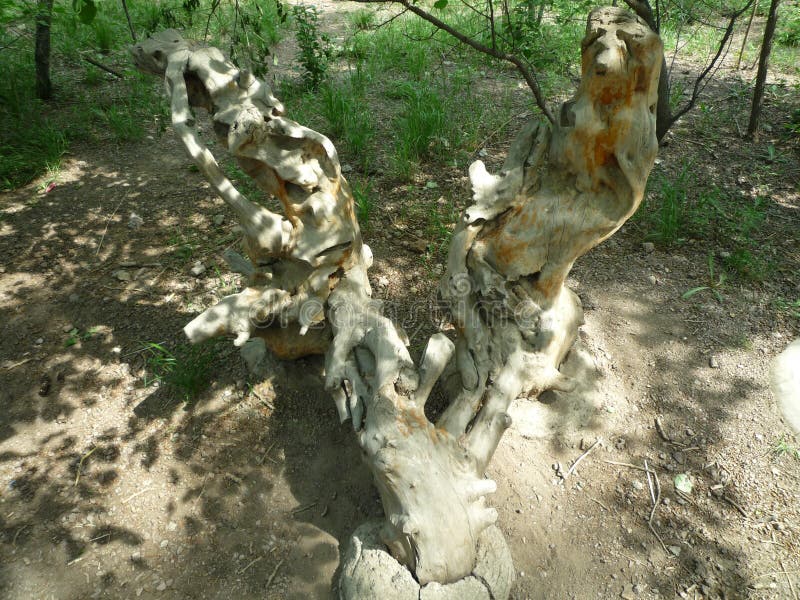 Withered Natural Tree Sculpture Stock Photos - Free & Royalty-Free ...