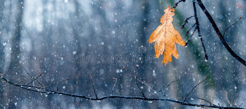 Withered Oak Leaf in the Forest on a Tree during a Snowfall. Lonely ...