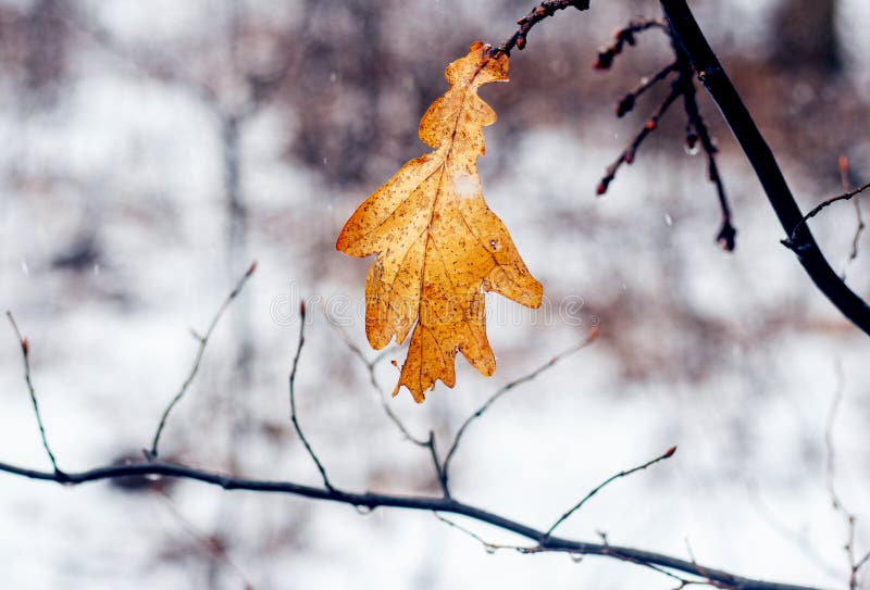 Withered Oak Leaf in the Forest on a Tree during a Snowfall. Lonely ...
