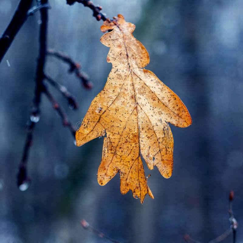 Withered Oak Leaf in the Forest on a Tree during a Snowfall. Lonely ...