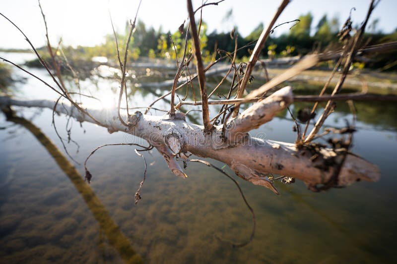 A Withered Old Tree on the Bank of a Mountain River Stock Photo - Image ...