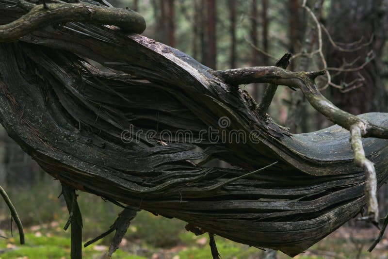 An Old Withered Tree with a Growth Stock Image - Image of death ...