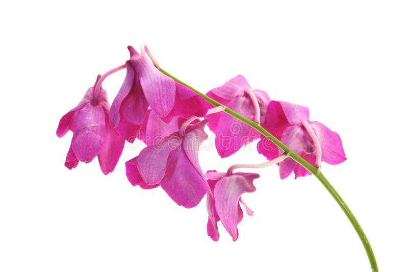 Withered Orchid Flowers stock image. Image of color, grass - 24285569