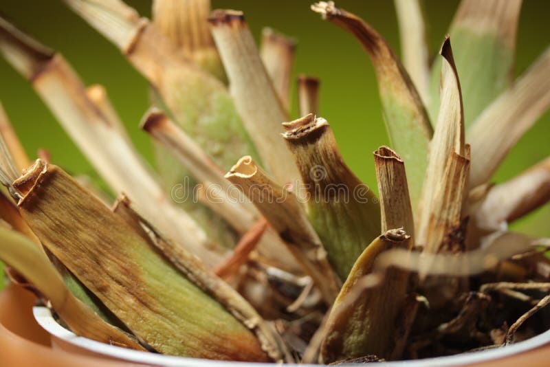 Withered orchid stock photo. Image of leaf, background - 177379600