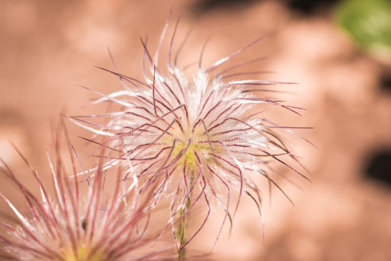 Withered Pasqueflower Looking Like a Fluffy Ball Stock Image - Image of ...