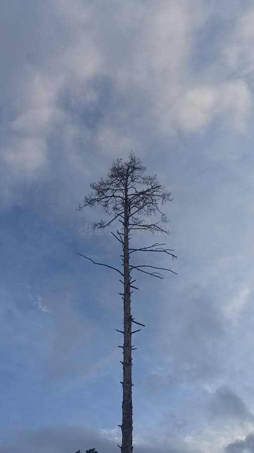 A Withered Pine Tree Against a Blue Sky with Clouds Video Stock Video ...