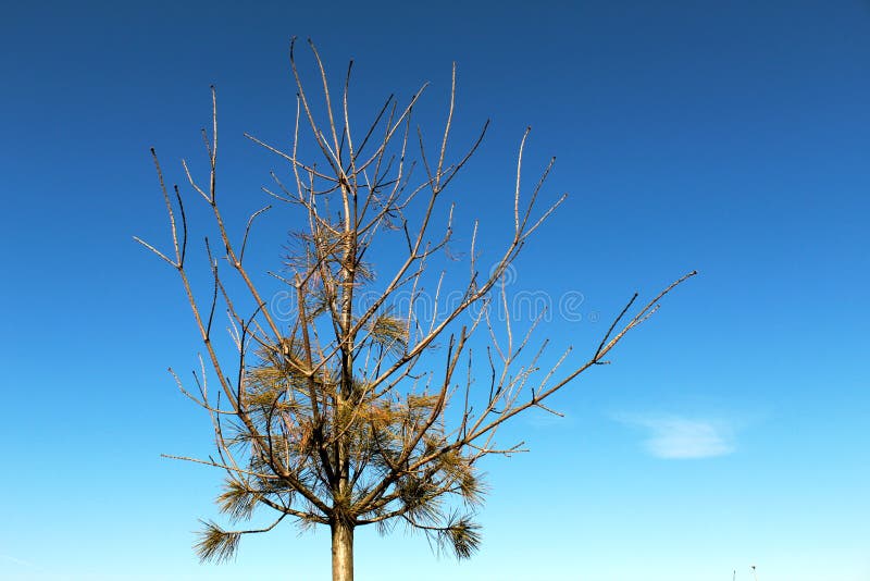 Withered pine tree stock image. Image of withered, pine - 86588737