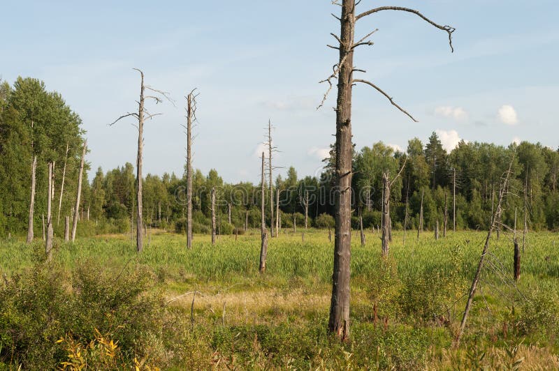 Withered Pine Trees at the Forest Edge Stock Image - Image of outdoors ...