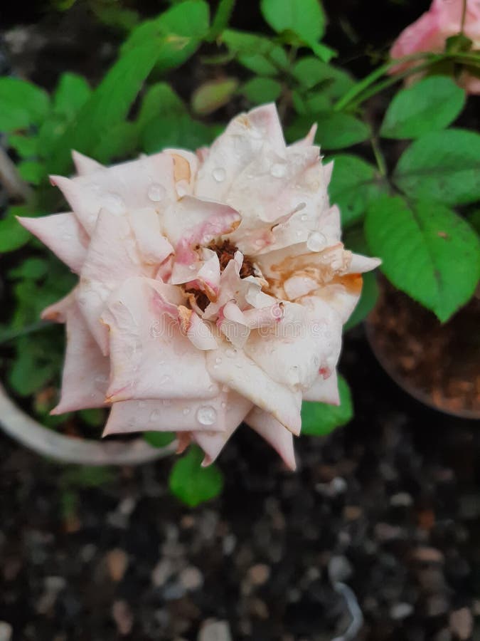 Almost withered pink rose stock photo. Image of flower - 256667746