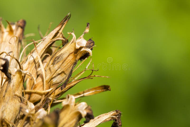 Withered Plant Close Up Abstract Background Stock Photo - Image of ...