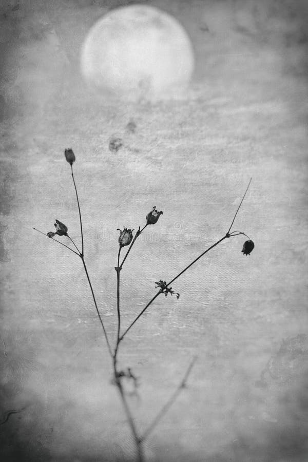 A Withered Plant on an Interesting Background with the Moon Stock Image ...