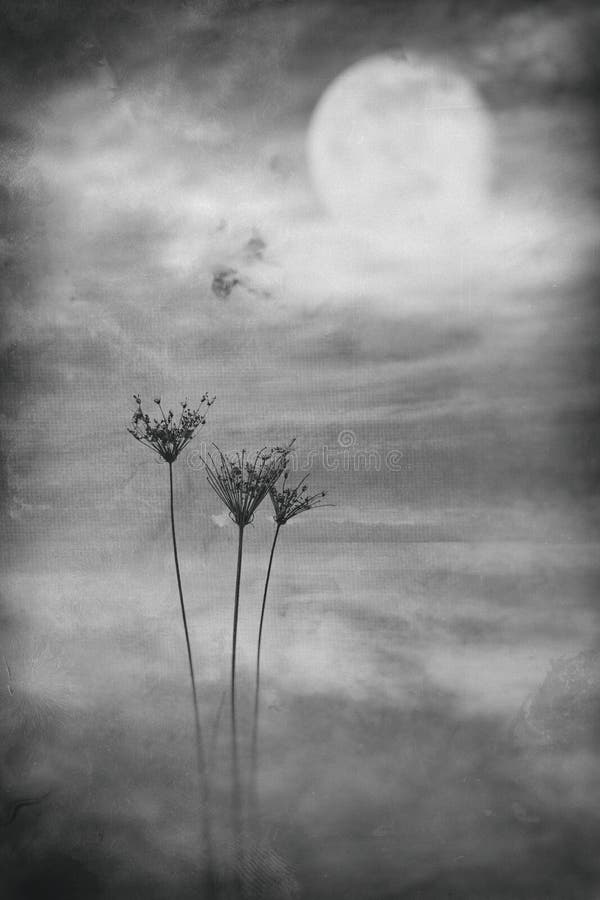 A Withered Plant on an Interesting Background with the Moon Stock Photo ...