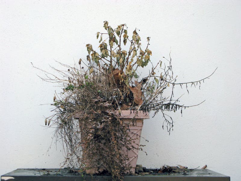 Withered Plant stock image. Image of greenhouses, featured - 55944529