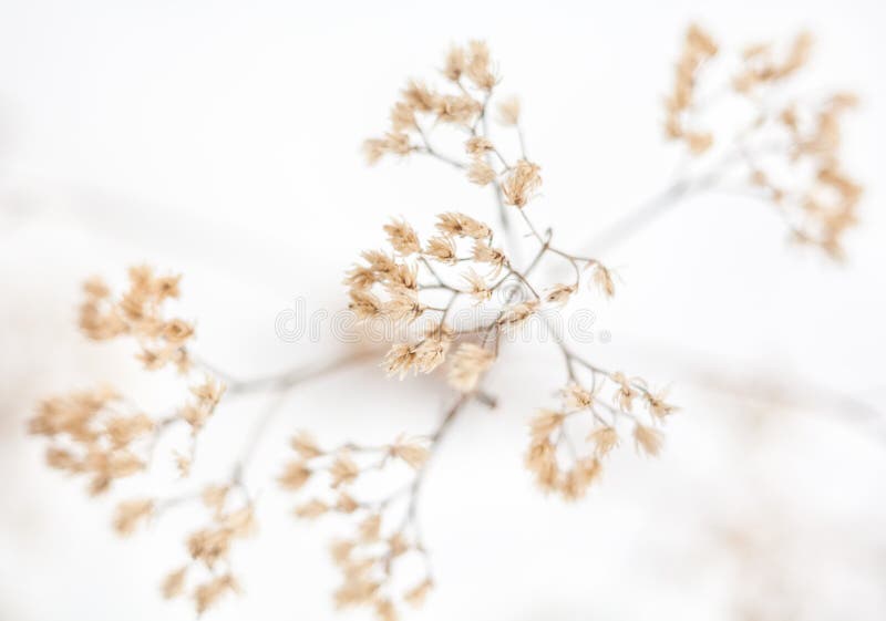 Withered plant in winter stock photo. Image of faded - 172412330