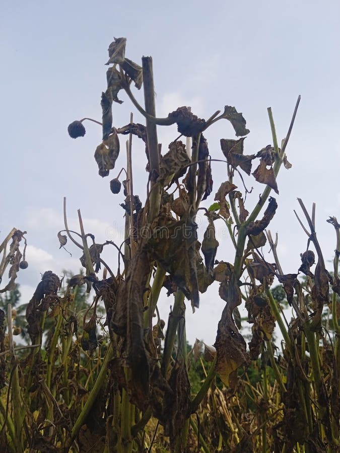 Withered Plants in the Fields Stock Image - Image of withered, fertilizer: 353631513
