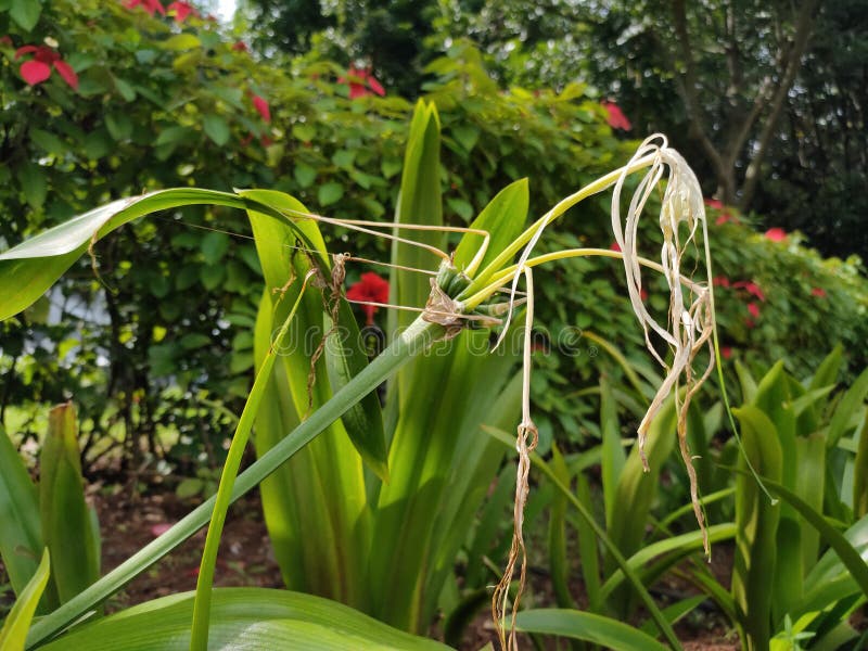 Withered Plants on the Background of a Concrete Stock Photo - Image of ...