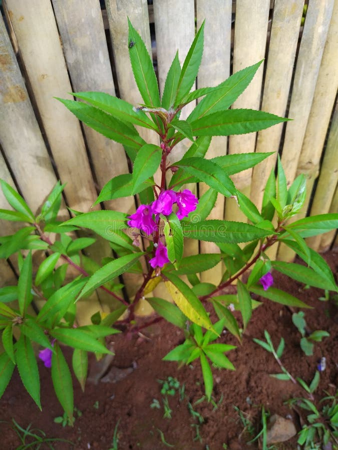 Withered Purple Flower from Grass Stock Image - Image of green, grass ...