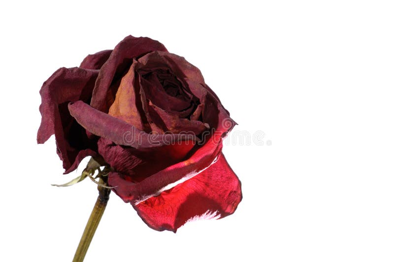 Withered Red Rose Picture. Image: 14337869
