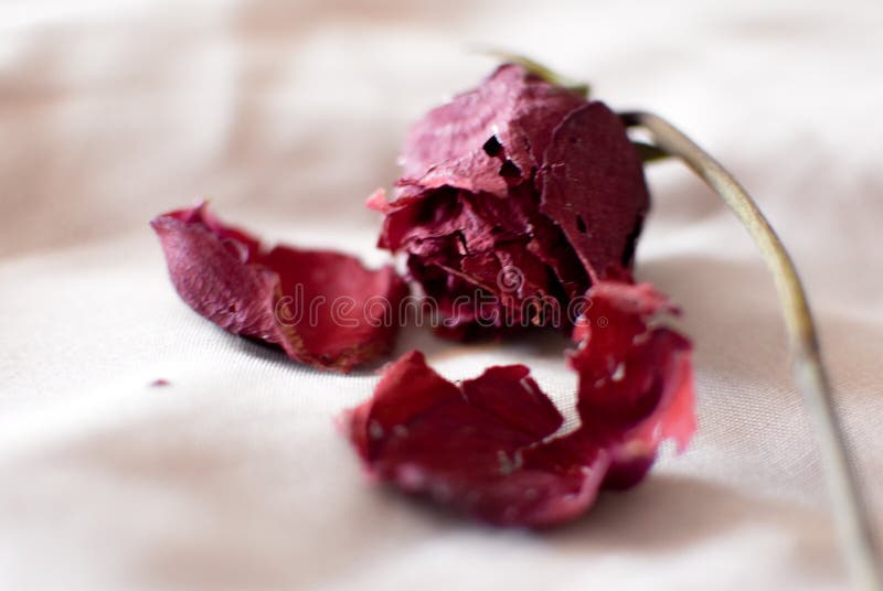 Withered rose petals stock image. Image of romance, delicate - 4505693