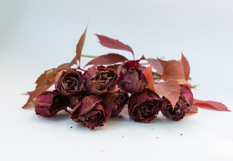 Withered Red Roses on a White Background. Bouquet of Drie Stock Image ...