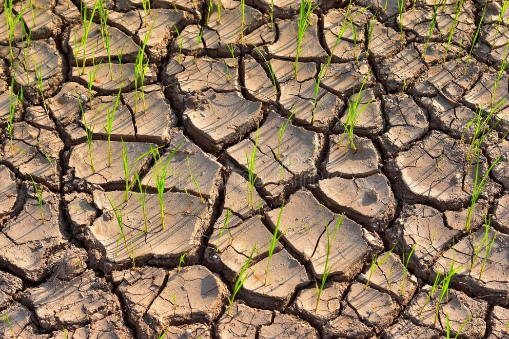 The Withered Rice in the Fields are Dry, the Land is Broken. and the ...