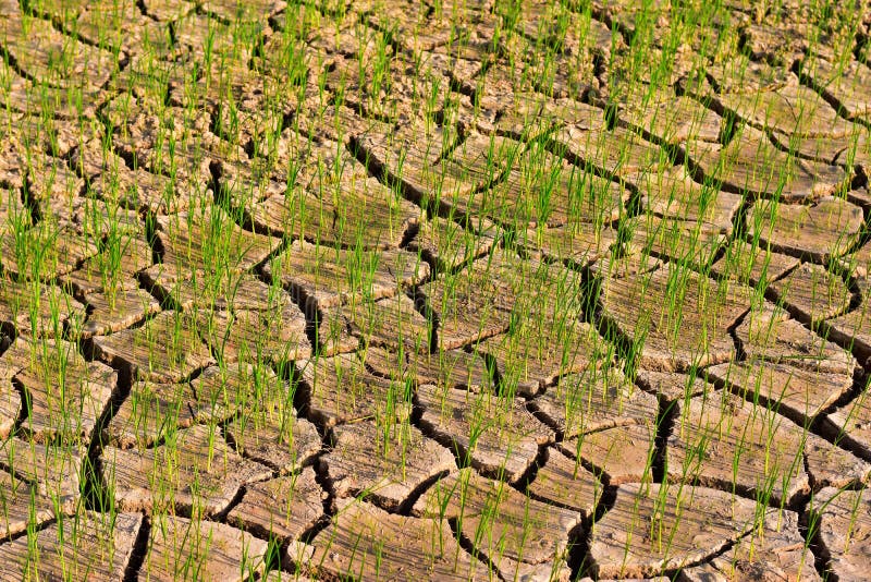 The Withered Rice in the Fields are Dry, the Land is Broken. and the ...